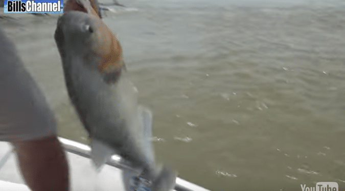 Piranha – Amazonas