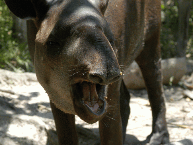 Puma: Rekord im Hochsprung – Amazonas