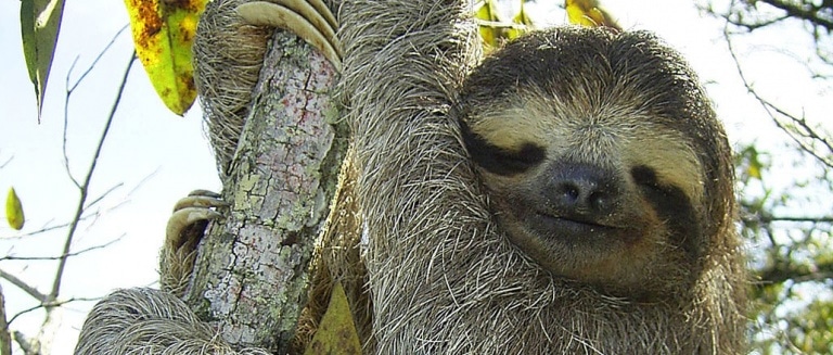 Vom Schimpfwort Faultier zum Kosewort - langsam und bedächtig ist in.